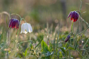 How to Grow and Care for Fritillaria Flowers | Gardener’s Path