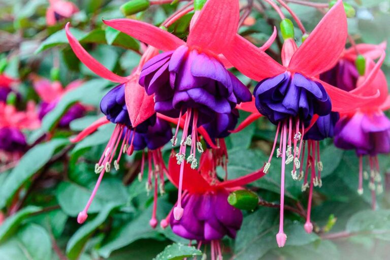 What Are Short-Day and Long-Day Plants? | Gardener’s Path