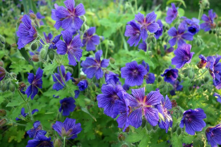 Cranesbill Geranium Growing Guides, Tips, and Information