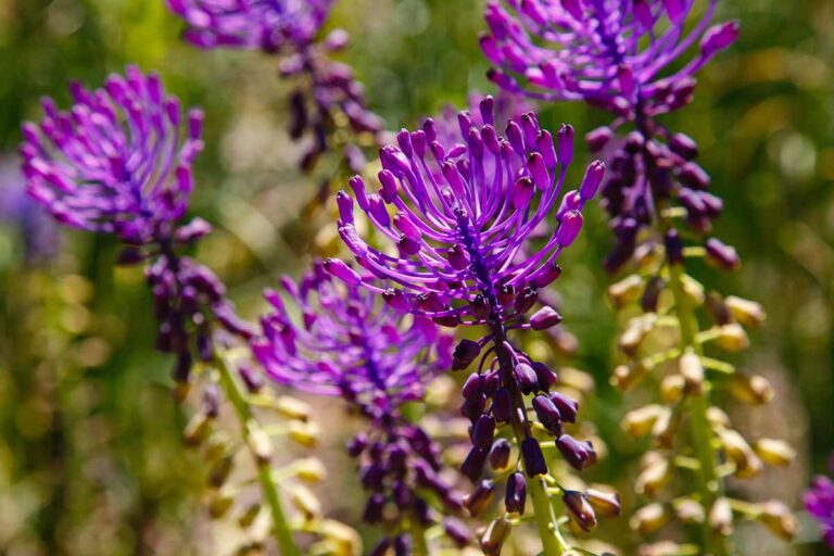 How to Grow and Care for Indigo Plants | Gardener’s Path