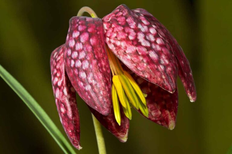 How to Grow and Care for Fritillaria Flowers | Gardener’s Path