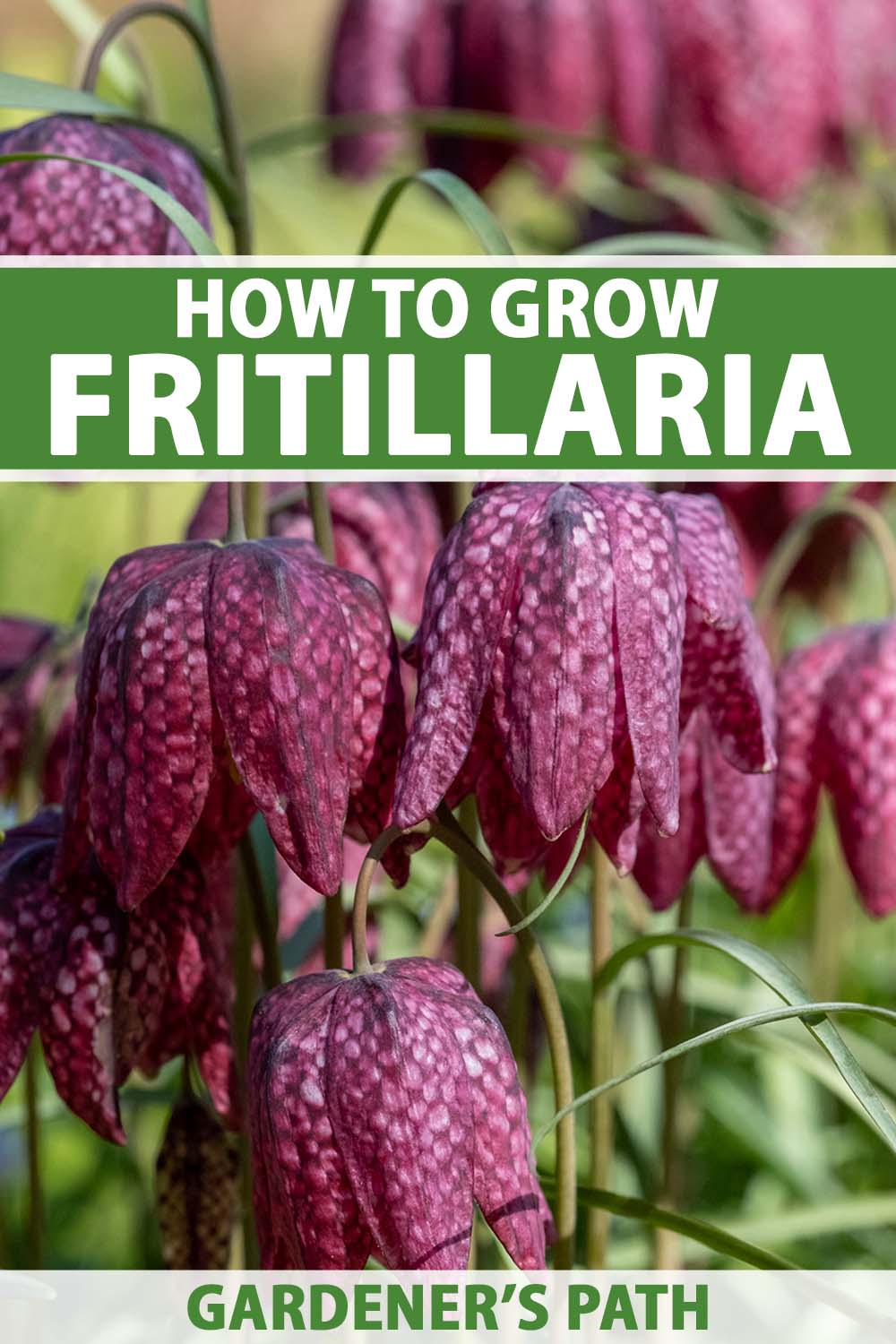 How to Grow and Care for Fritillaria Flowers | Gardener’s Path