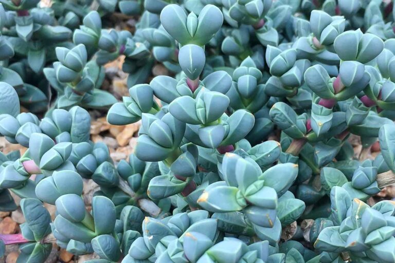 How to Grow and Care for Ice Plant (Delosperma)