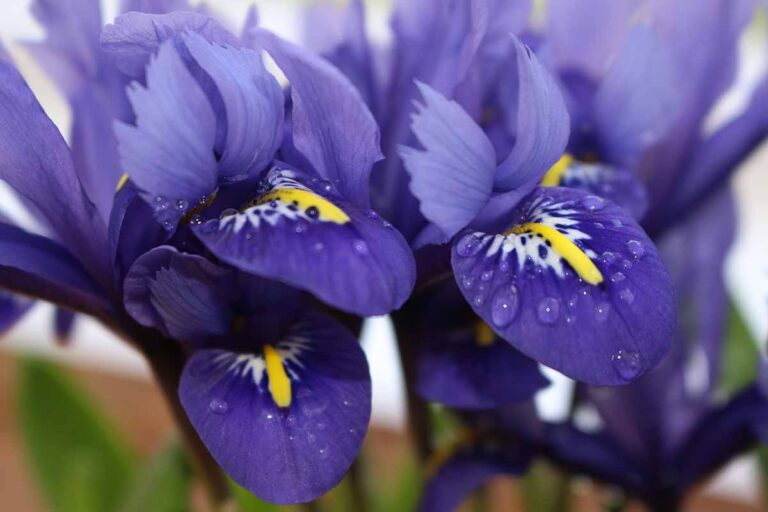 Iris Flower Growing Guides, Tips, and Information | Gardener's Path
