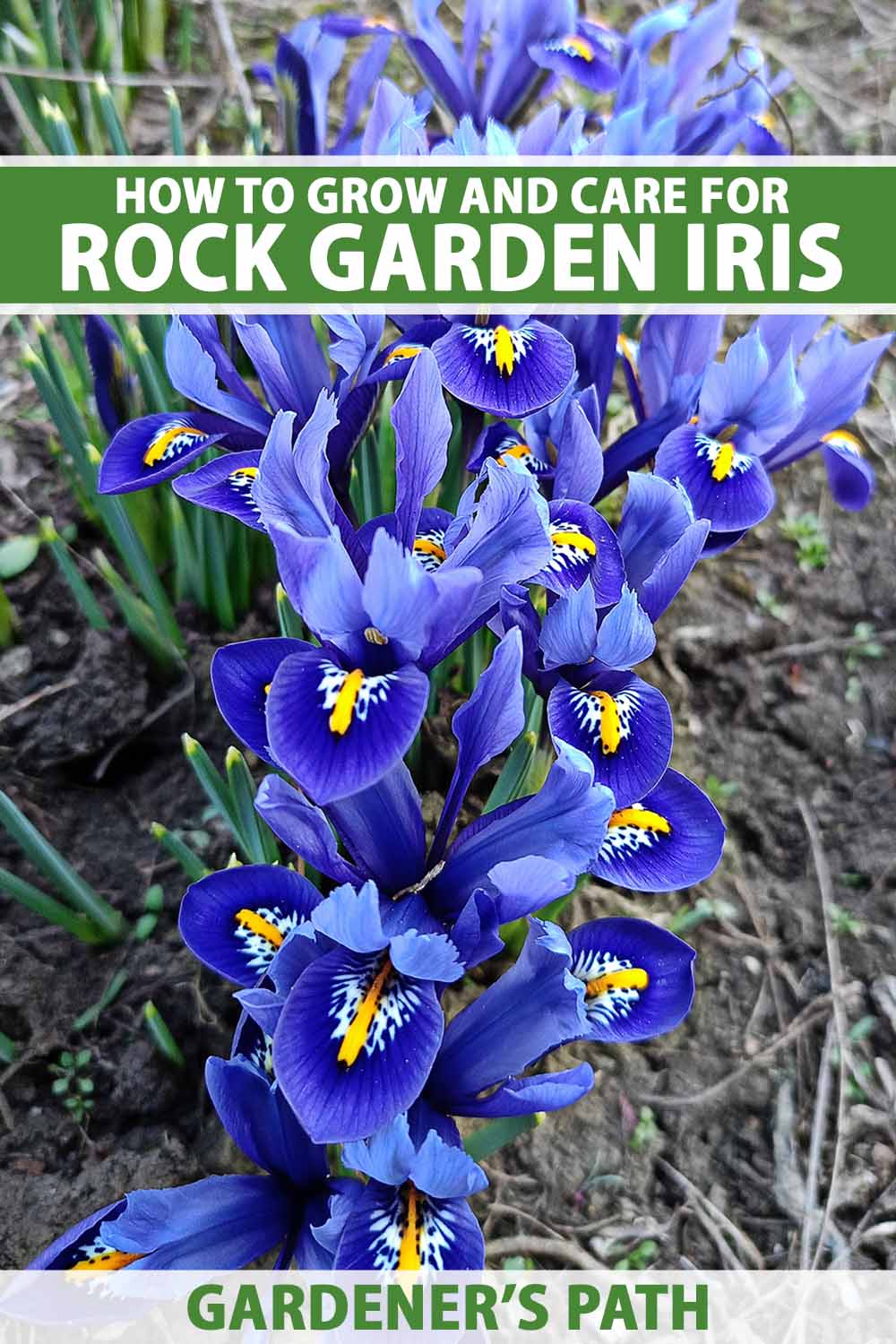 How to Grow Rock Garden (Reticulated) Irises | Gardener’s Path