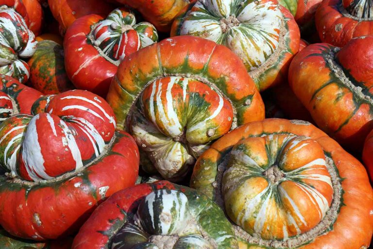 How to Plant and Grow Turban Squash