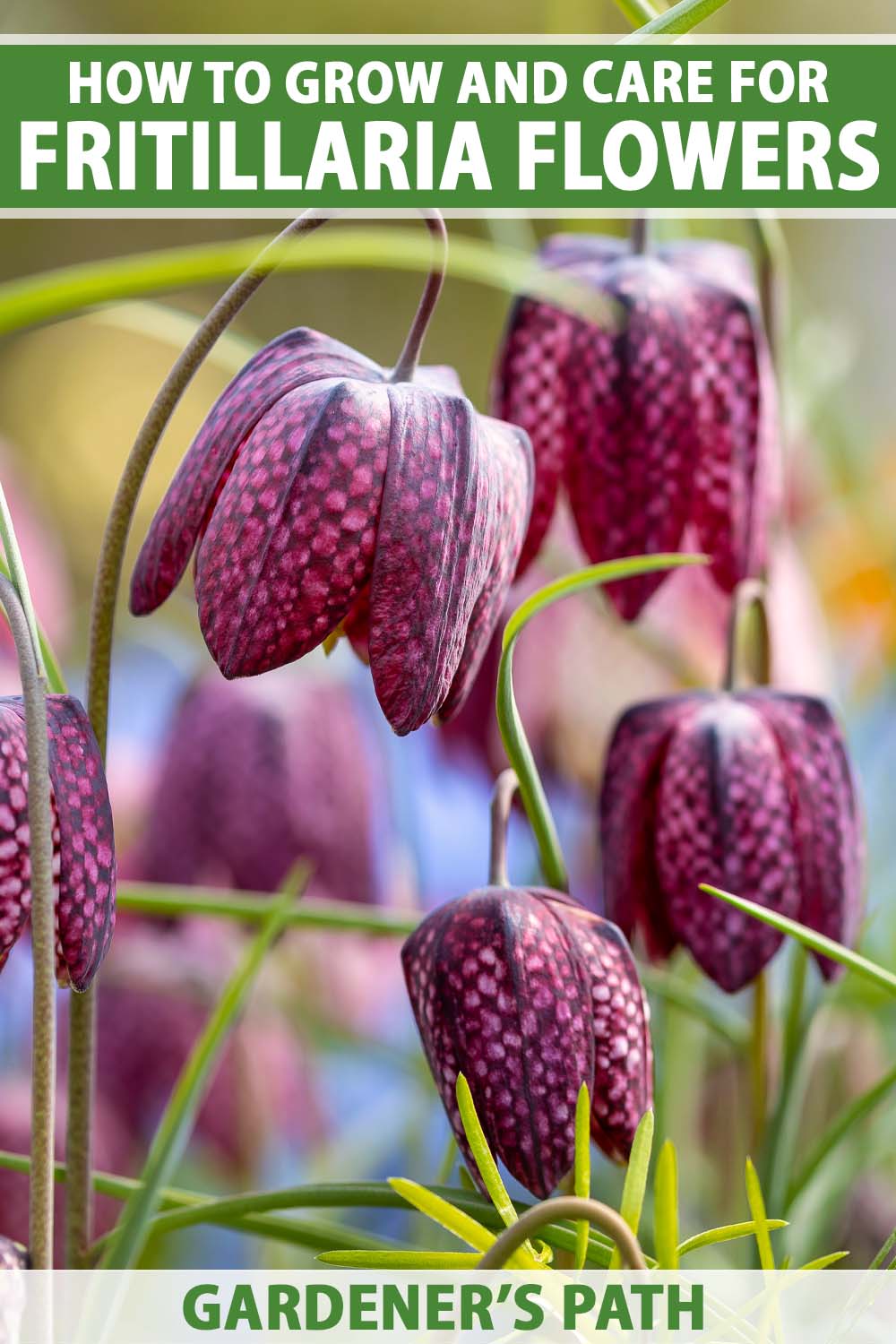 How to Grow and Care for Fritillaria Flowers | Gardener’s Path