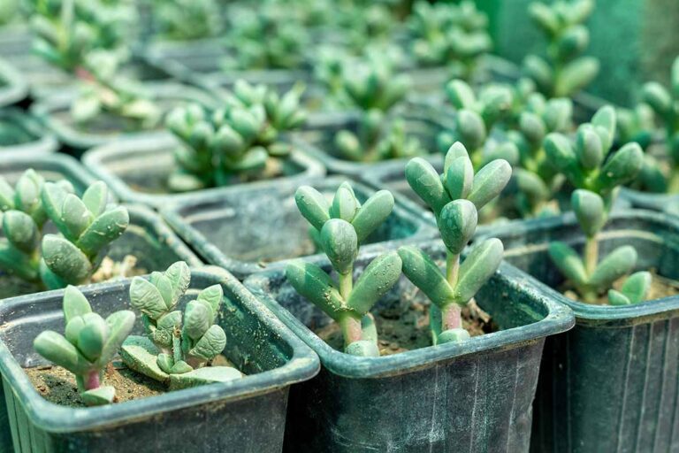 How to Grow and Care for Ice Plant (Delosperma)