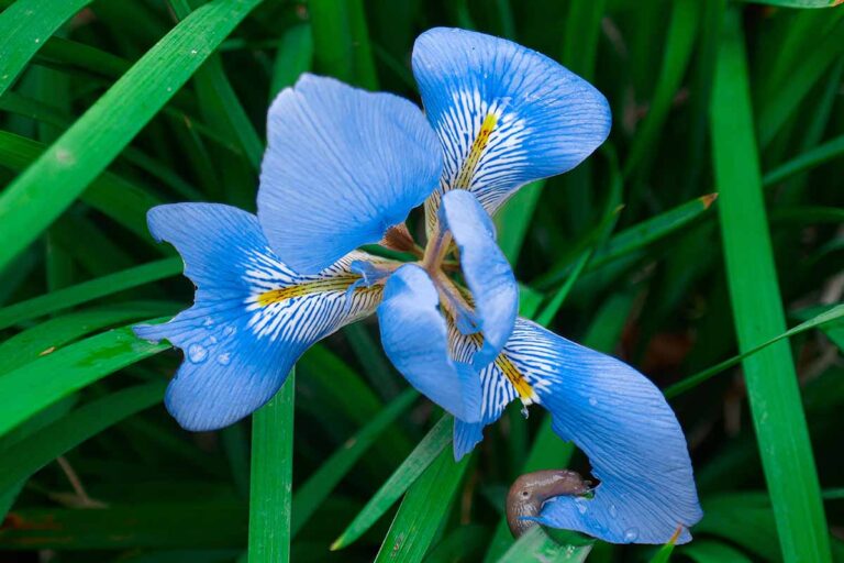 How to Grow Rock Garden (Reticulated) Irises | Gardener’s Path