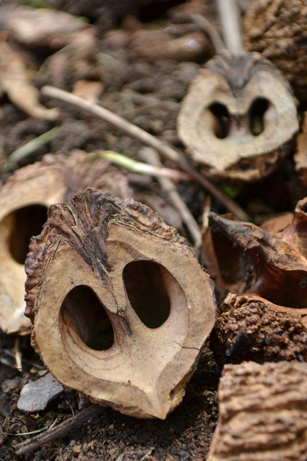 How to Stop Black Walnut Juglone Toxicity | Gardener’s Path