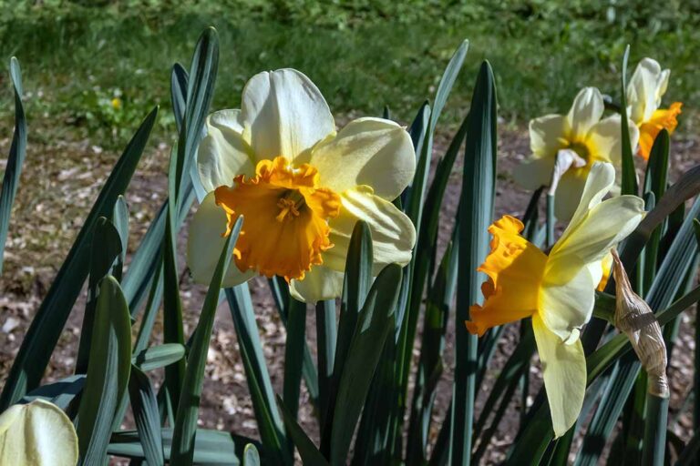 Types of Daffodil Flowers: 13 Outstanding Divisions