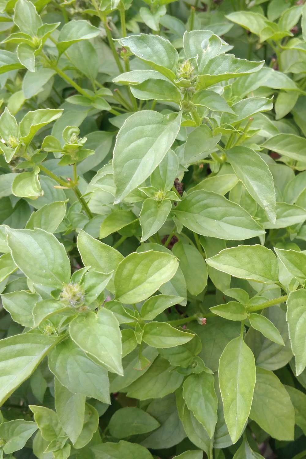 How to Grow ‘Sweet Dani’ Lemon Basil | Gardener’s Path