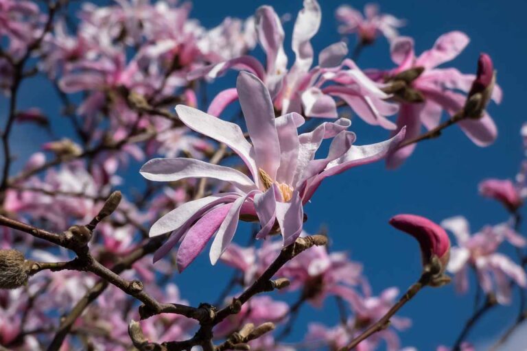 Tips for Growing Star Magnolias | Gardener’s Path