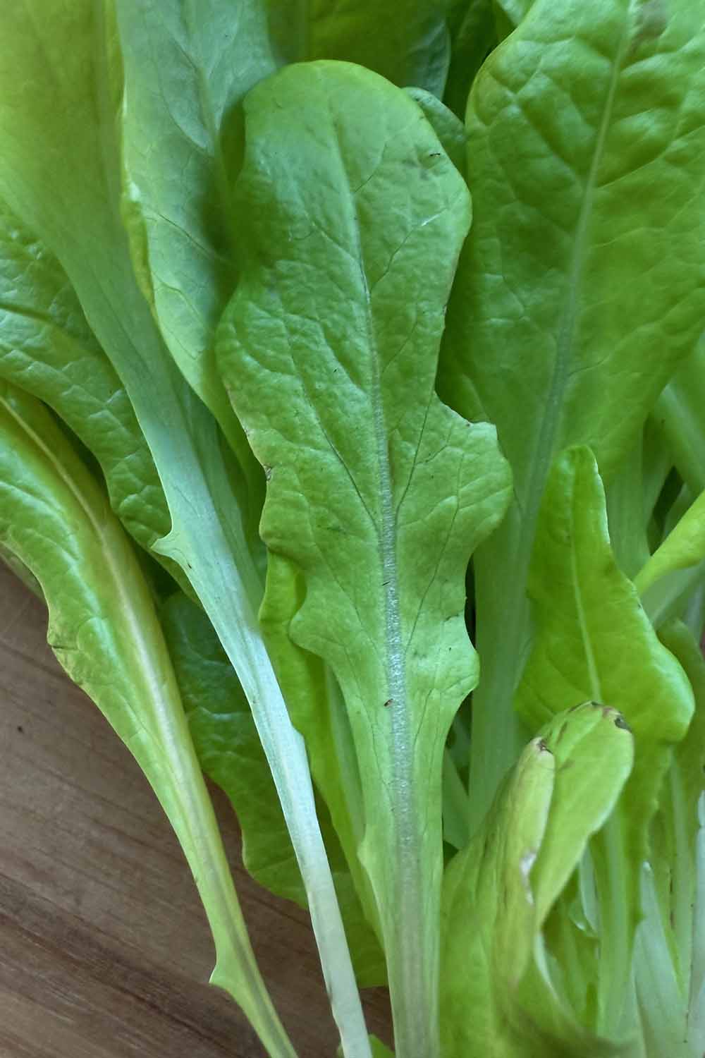 Tips for Growing ‘Nevada’ Lettuce | Gardener’s Path