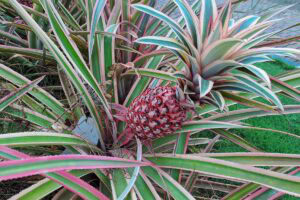How to Grow and Care for Variegated Pineapple Bromeliads