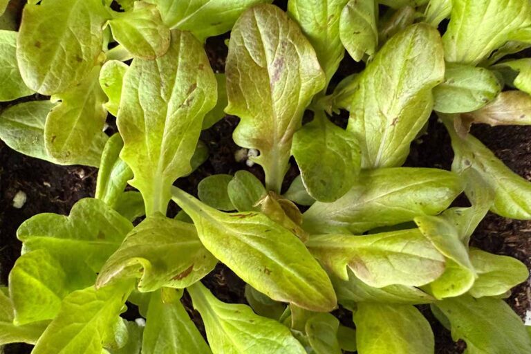 How to Plant and Grow ‘Oscarde’ Oak Leaf Lettuce