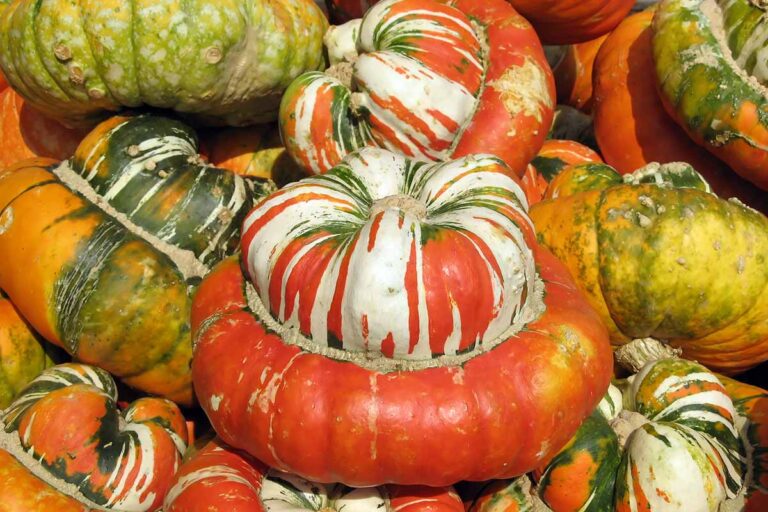 How to Plant and Grow Turban Squash