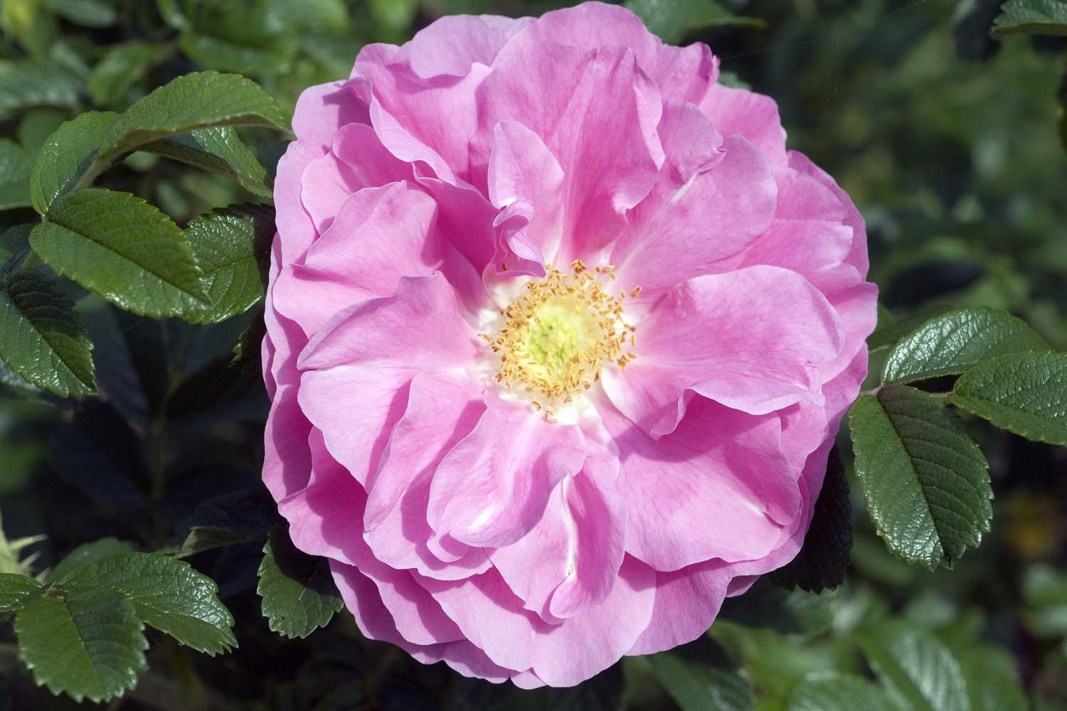 What Are the Different Types of Shrub Roses? | Gardener’s Path