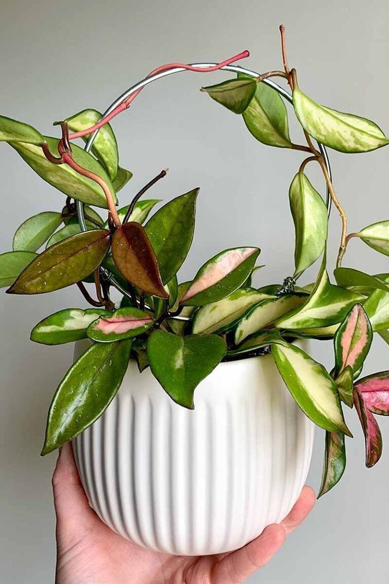 5 Houseplant Grooming and Maintenance Tips | Gardener’s Path