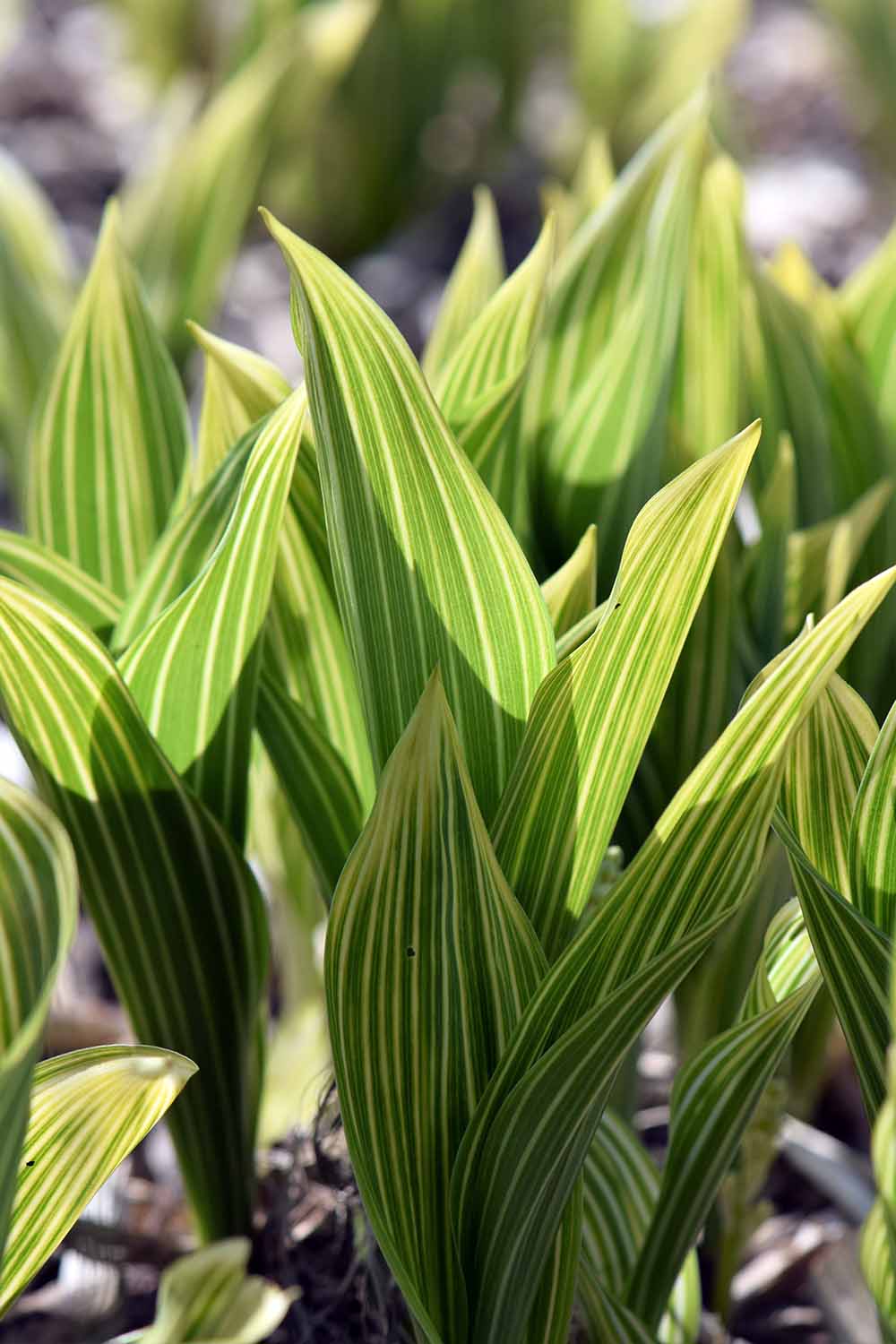 Troubleshooting Yellow Leaves on Lily of the Valley