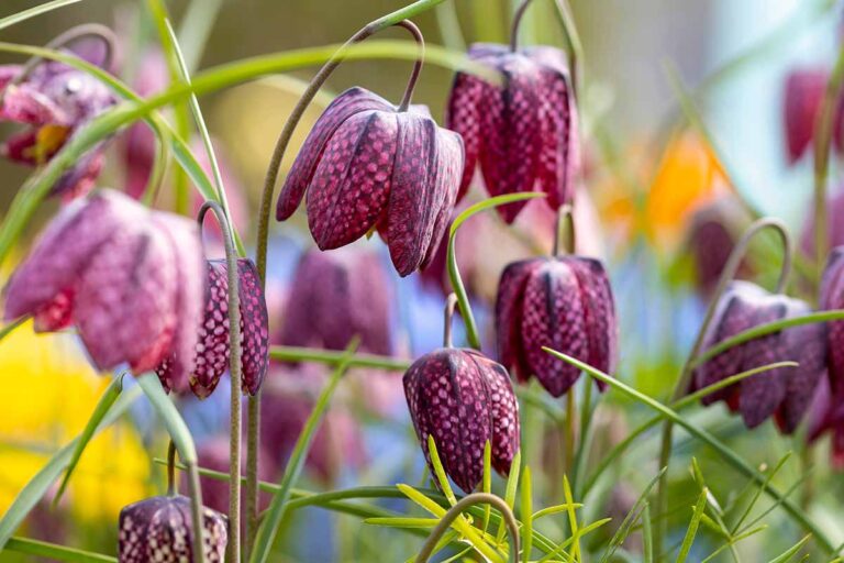 How to Grow and Care for Fritillaria Flowers | Gardener’s Path