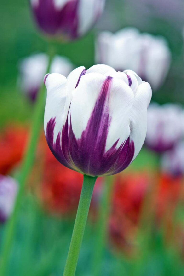 How to Grow and Care for Rembrandt Tulips | Gardener’s Path