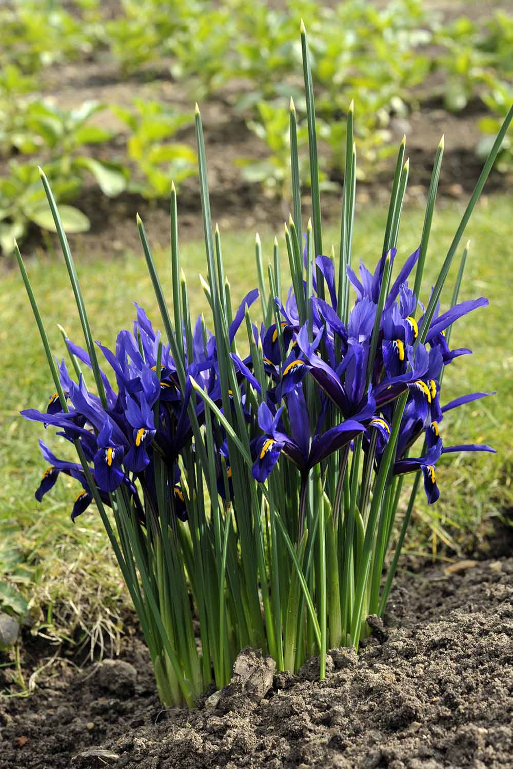 How to Grow Rock Garden (Reticulated) Irises | Gardener’s Path