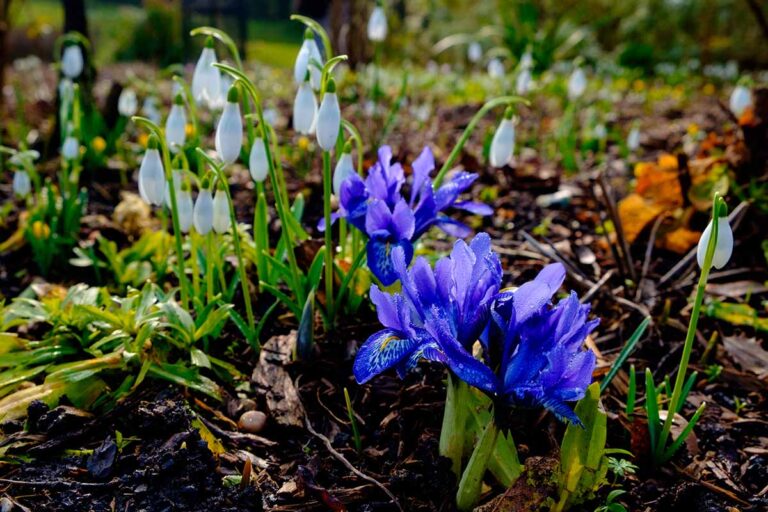 How to Grow Rock Garden (Reticulated) Irises | Gardener’s Path