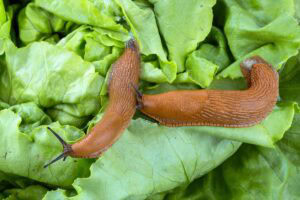 Tips for Growing ‘Nevada’ Lettuce | Gardener’s Path