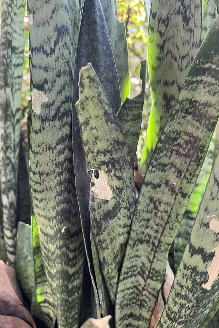 Why Your Snake Plant Is Drooping and How to Fix It