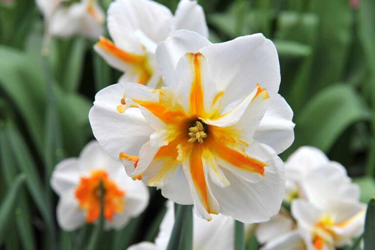Types of Daffodil Flowers: 13 Outstanding Divisions