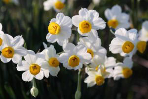 Types of Daffodil Flowers: 13 Outstanding Divisions