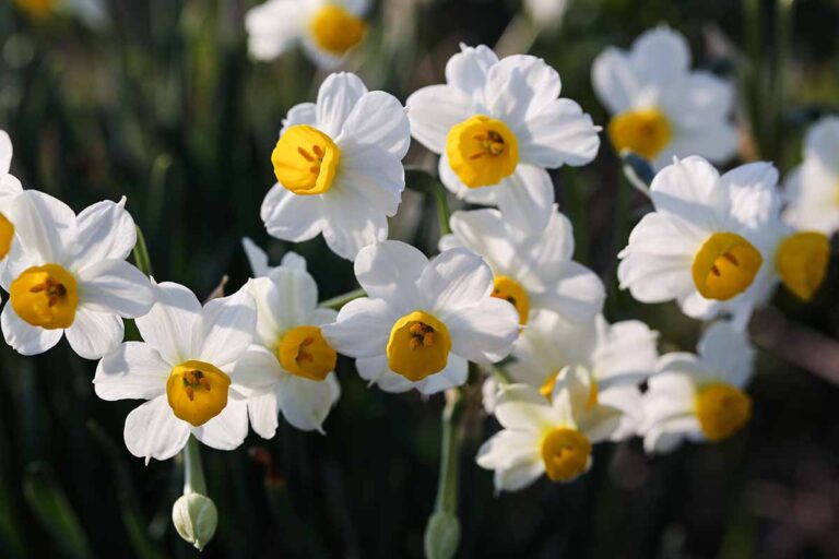 Types of Daffodil Flowers: 13 Outstanding Divisions