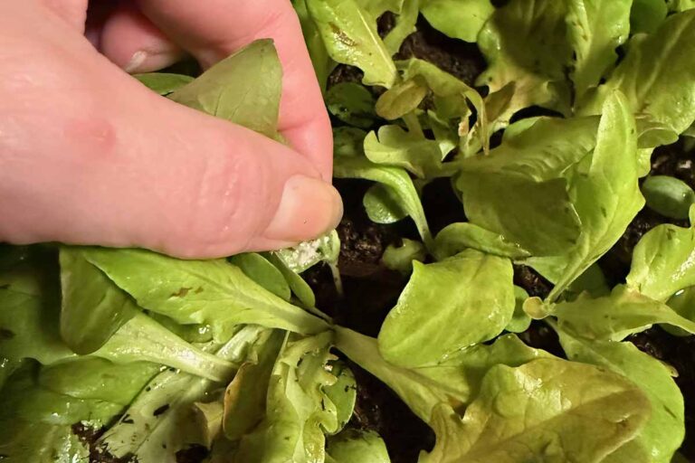 How to Plant and Grow ‘Oscarde’ Oak Leaf Lettuce