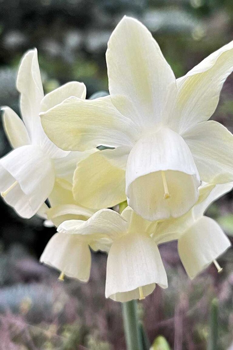 Types of Daffodil Flowers: 13 Outstanding Divisions