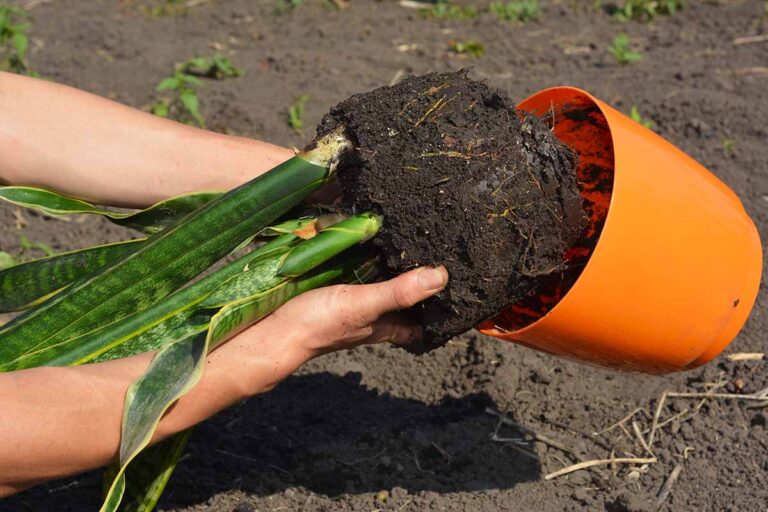 Why Your Snake Plant Is Drooping and How to Fix It
