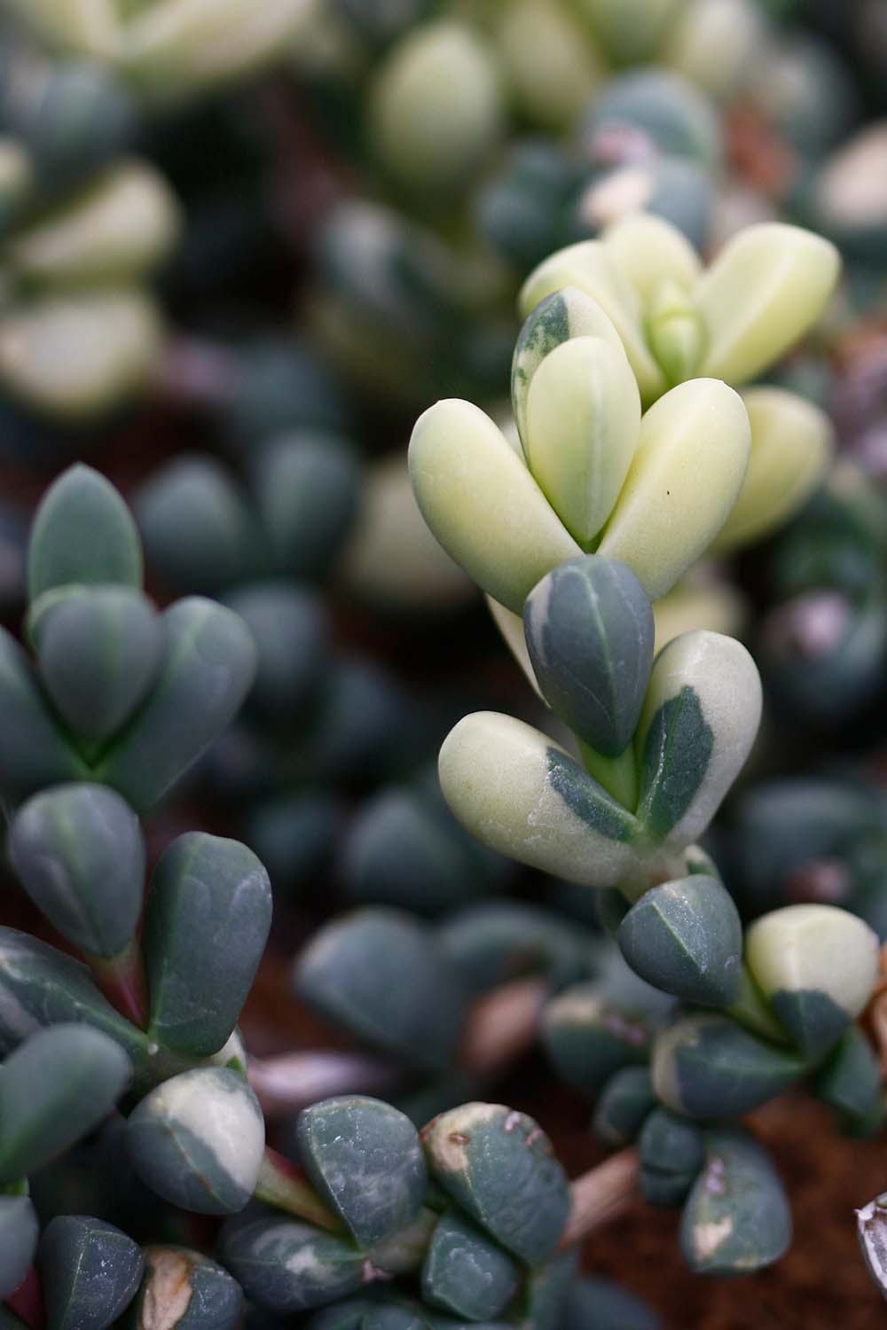 How to Grow and Care for Ice Plant (Delosperma)