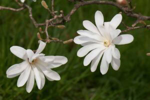 Tips for Growing Star Magnolias | Gardener’s Path