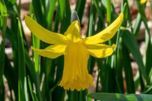 Types of Daffodil Flowers: 13 Outstanding Divisions