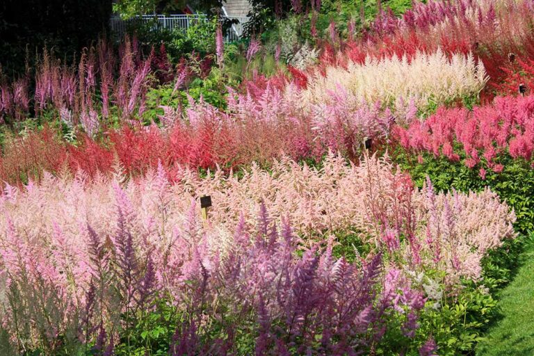 When Does Astilbe Bloom? How to Extend the Flowering Season