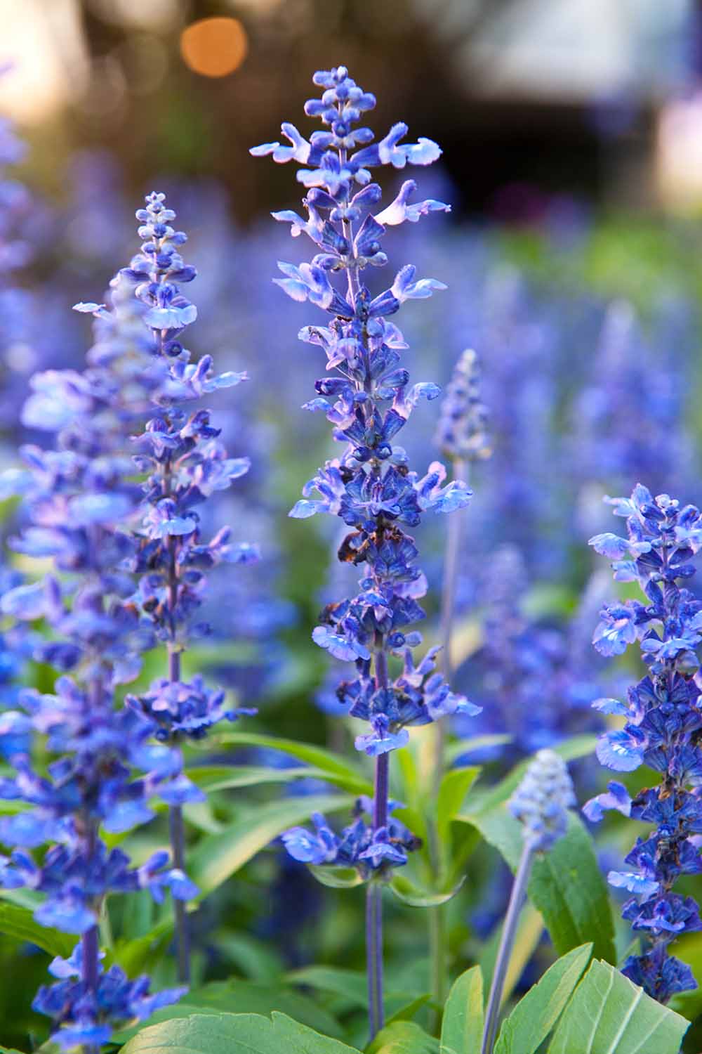 How to Plant and Grow Hyssop | Gardener’s Path