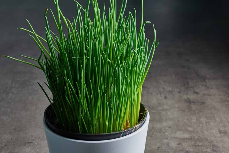 How to Plant and Grow Chives | Gardener’s Path