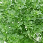 How to Plant and Grow Greek (Bush) Basil | Gardener’s Path