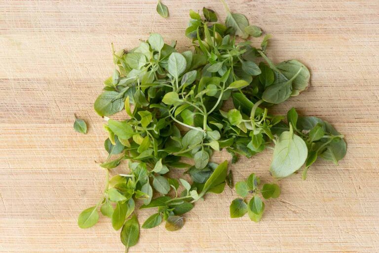 How to Plant and Grow Greek (Bush) Basil | Gardener’s Path