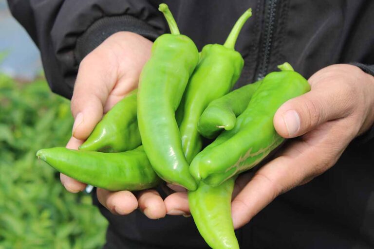 Tips for Growing Hatch Peppers | Gardener’s Path