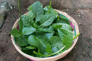 How to Plant and Grow Malabar Spinach | Gardener’s Path