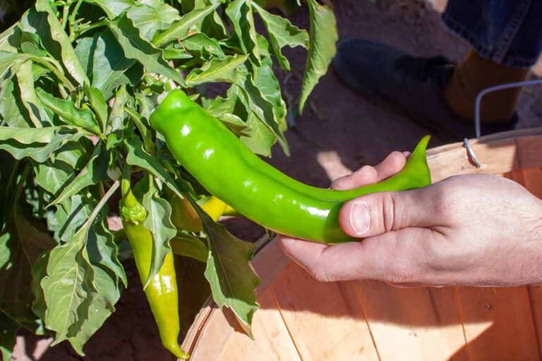 Tips for Growing Hatch Peppers | Gardener’s Path