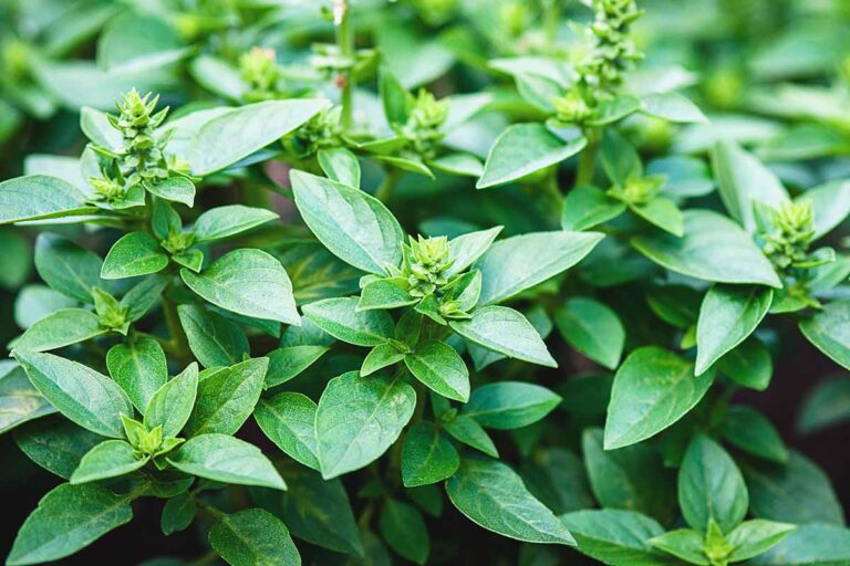 How to Plant and Grow Greek (Bush) Basil | Gardener’s Path