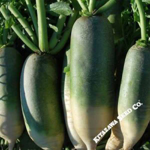 When and How to Harvest Radishes | Gardener’s Path