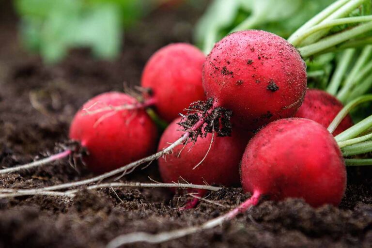 Root Crop Growing Guides, Tips, and Information | Gardener's Path